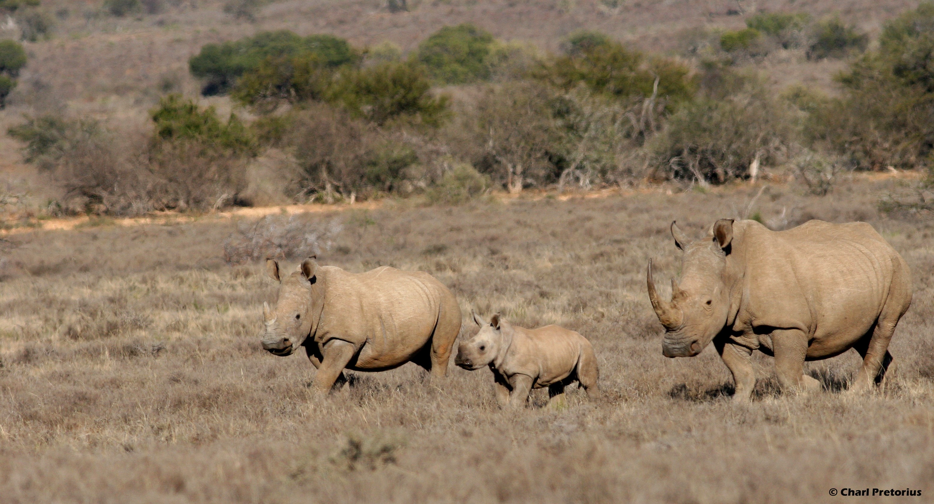 SAMARA AND FUELPR HIGHLIGHT ENDANGERED WILDLIFE CONSERVATION WORK IN ...